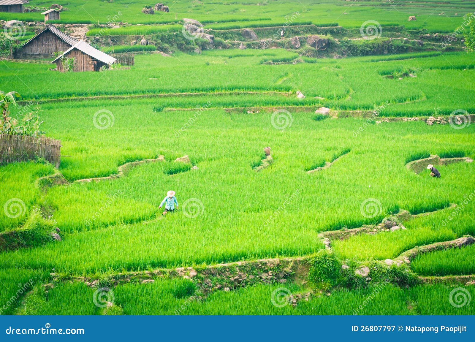 Rice Step Terrace in Vietnam Stock Image - Image of pattern, crop: 26807797