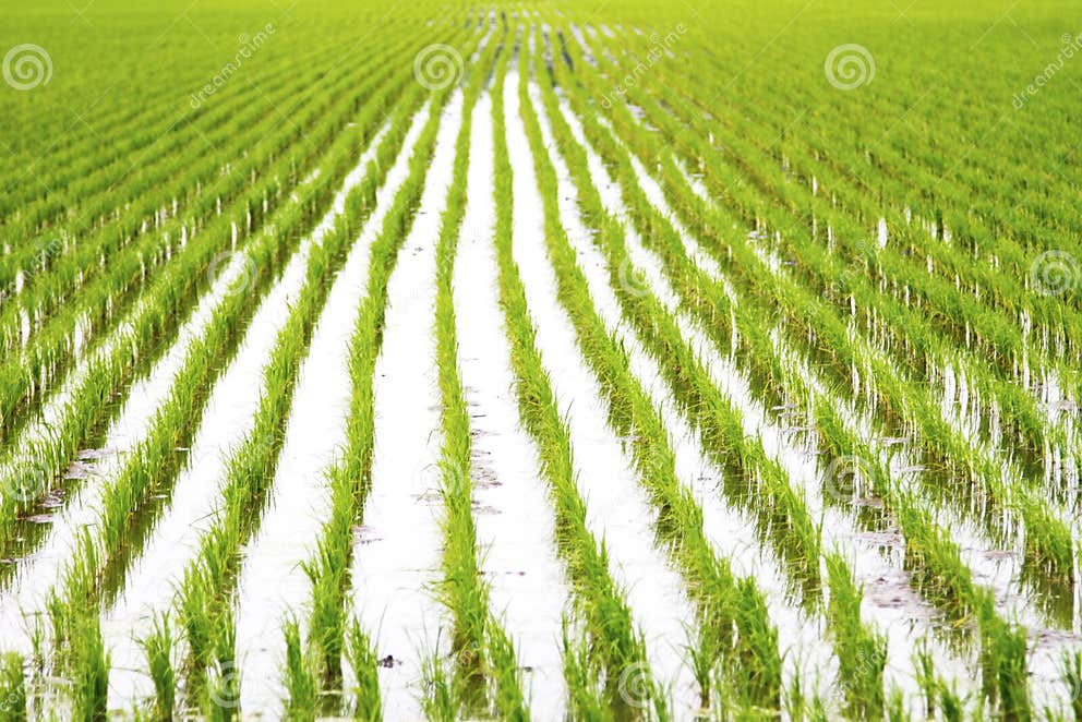 Rice stock photo. Image of country, chaff, grower, agriculturist - 82156710