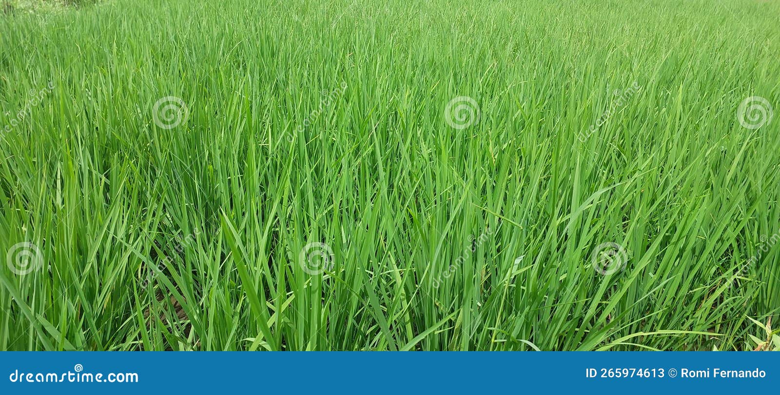 Green Rice in the Middle of the Paddy Fields Stock Image - Image of ...