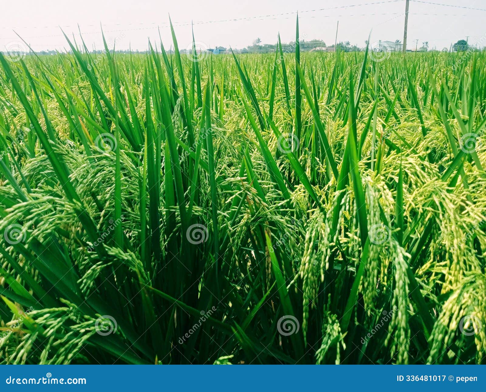 The Rice is Still Green and Not Ready To Harvest Stock Image - Image of ...