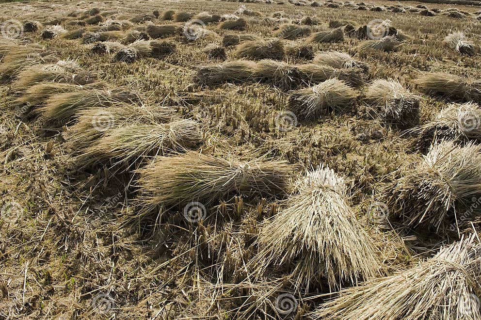 Rice straw stock photo. Image of healthy, long, work - 17072162