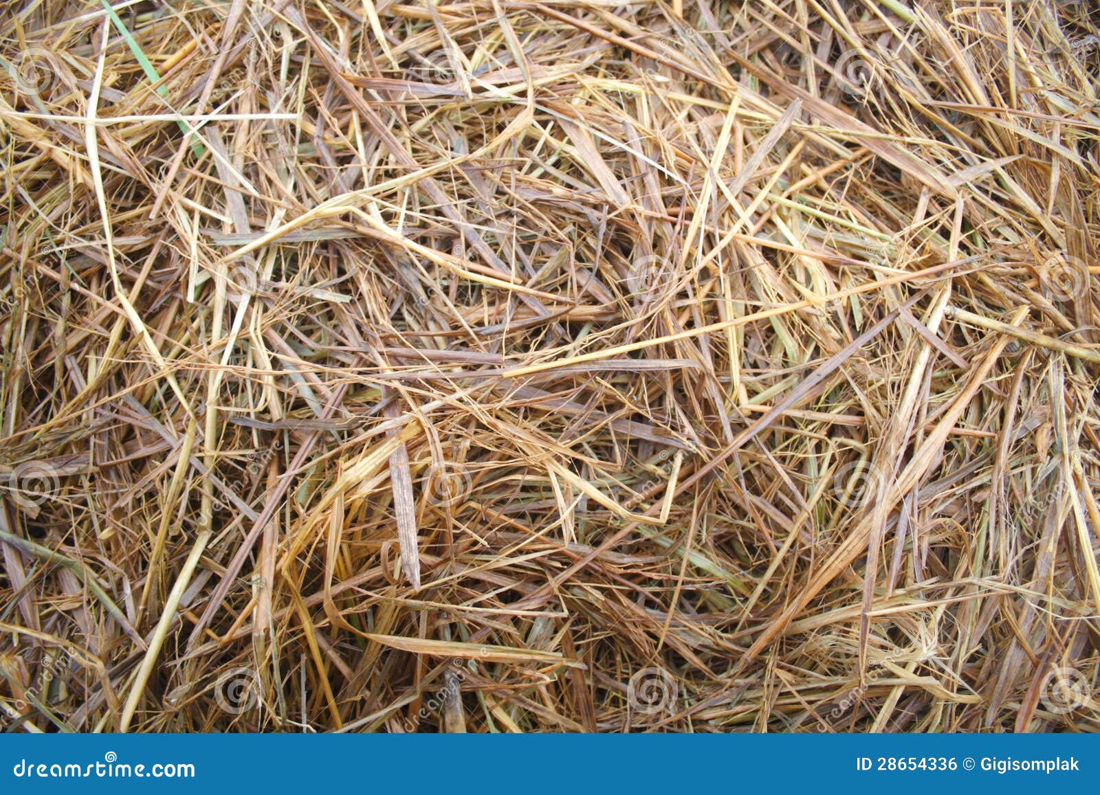 Rice Straw Soil Mulching To Prevent Weed Germinate And Keep Moisture ...