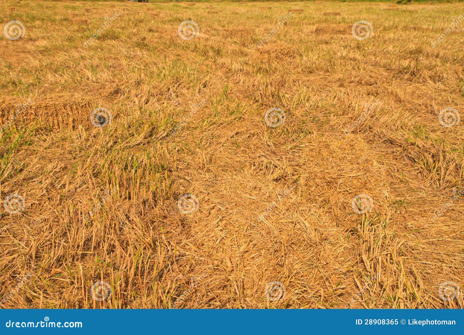 Rice straw stock image. Image of outdoor, field, pile - 28908365