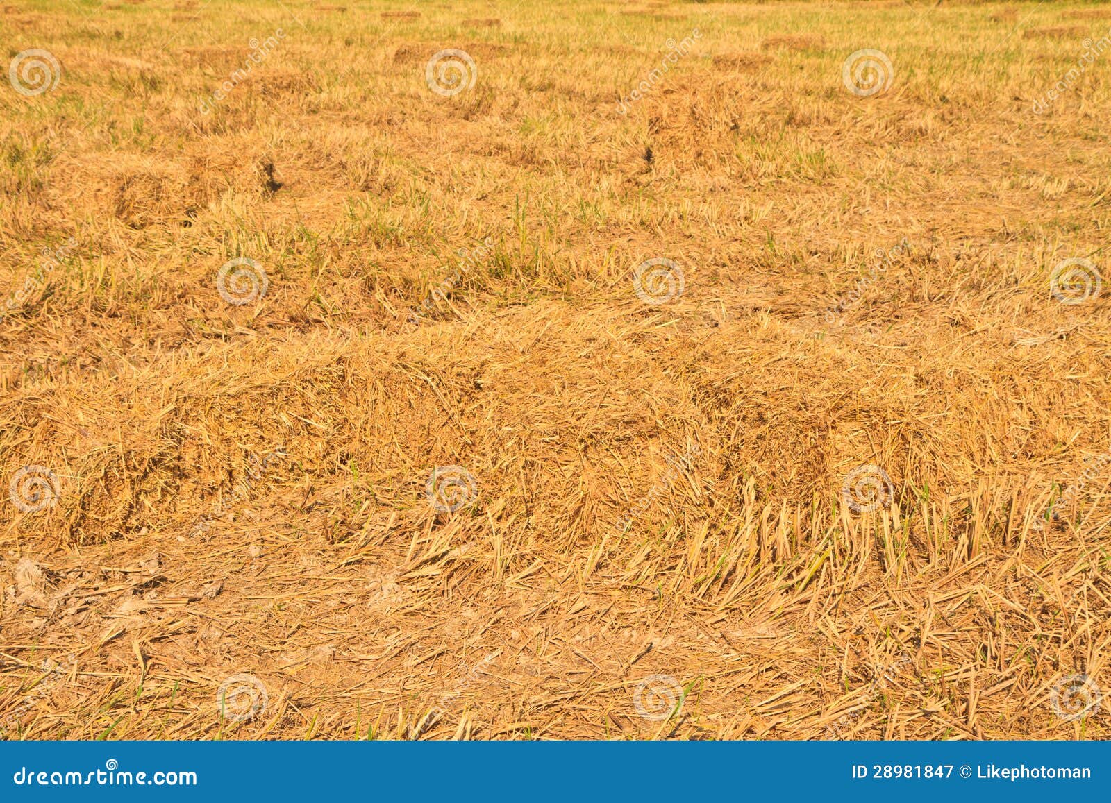 Rice straw stock image. Image of building, scenery, grow - 28981847
