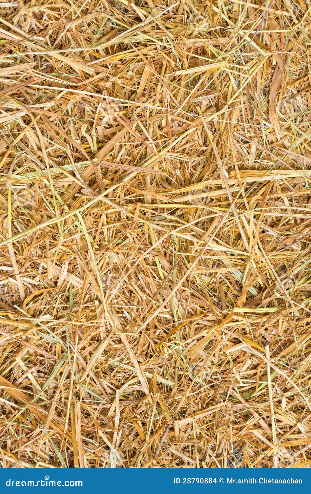 Rice Straw Soil Mulching To Prevent Weed Germinate And Keep Moisture ...