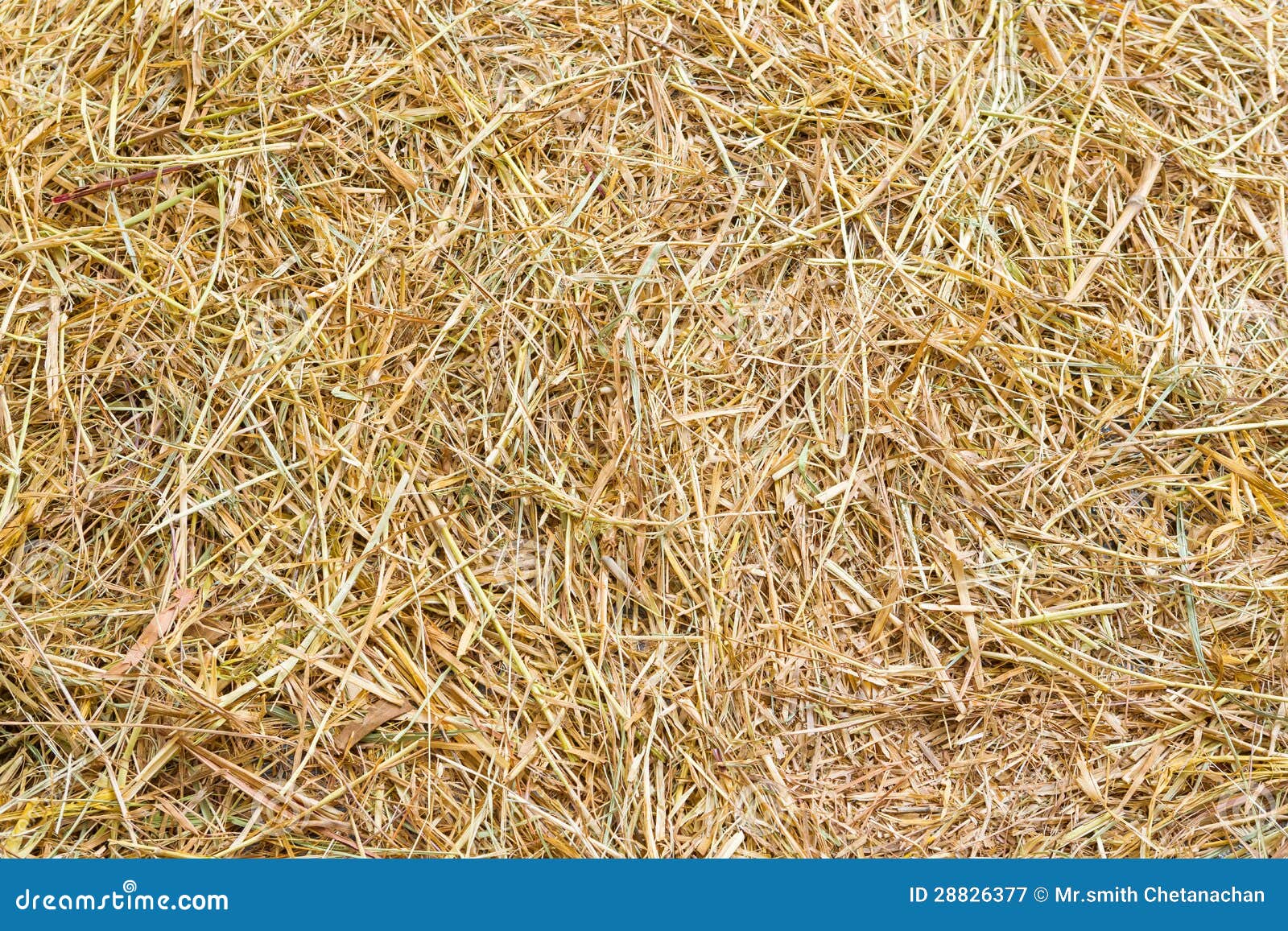 Rice straw background stock image. Image of farming, outdoor - 28826377