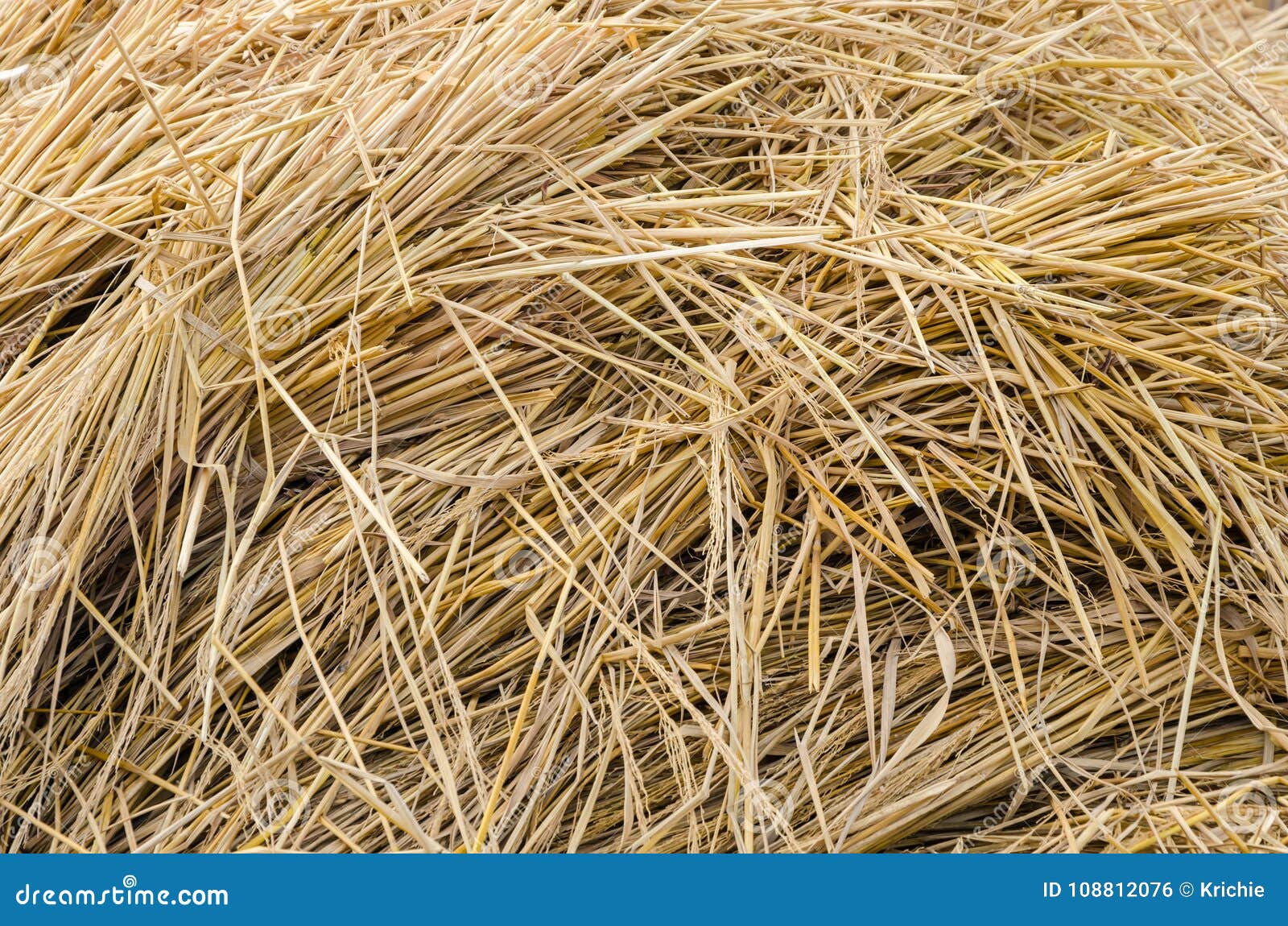 Rice straw background stock photo. Image of season, grass - 108812076