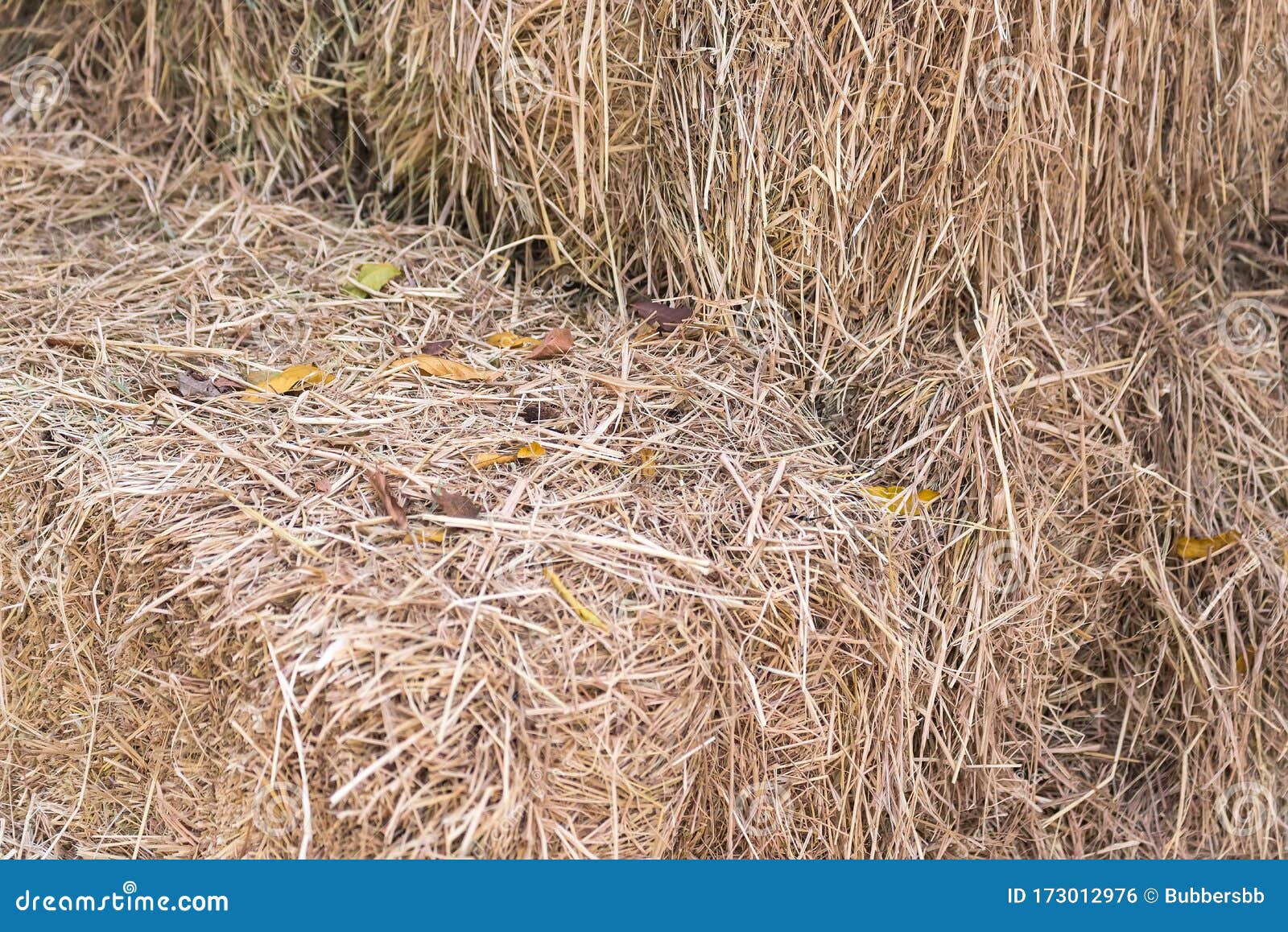 Rice Straw Background. Straw, Dry Straw Texture Background, Vintage ...