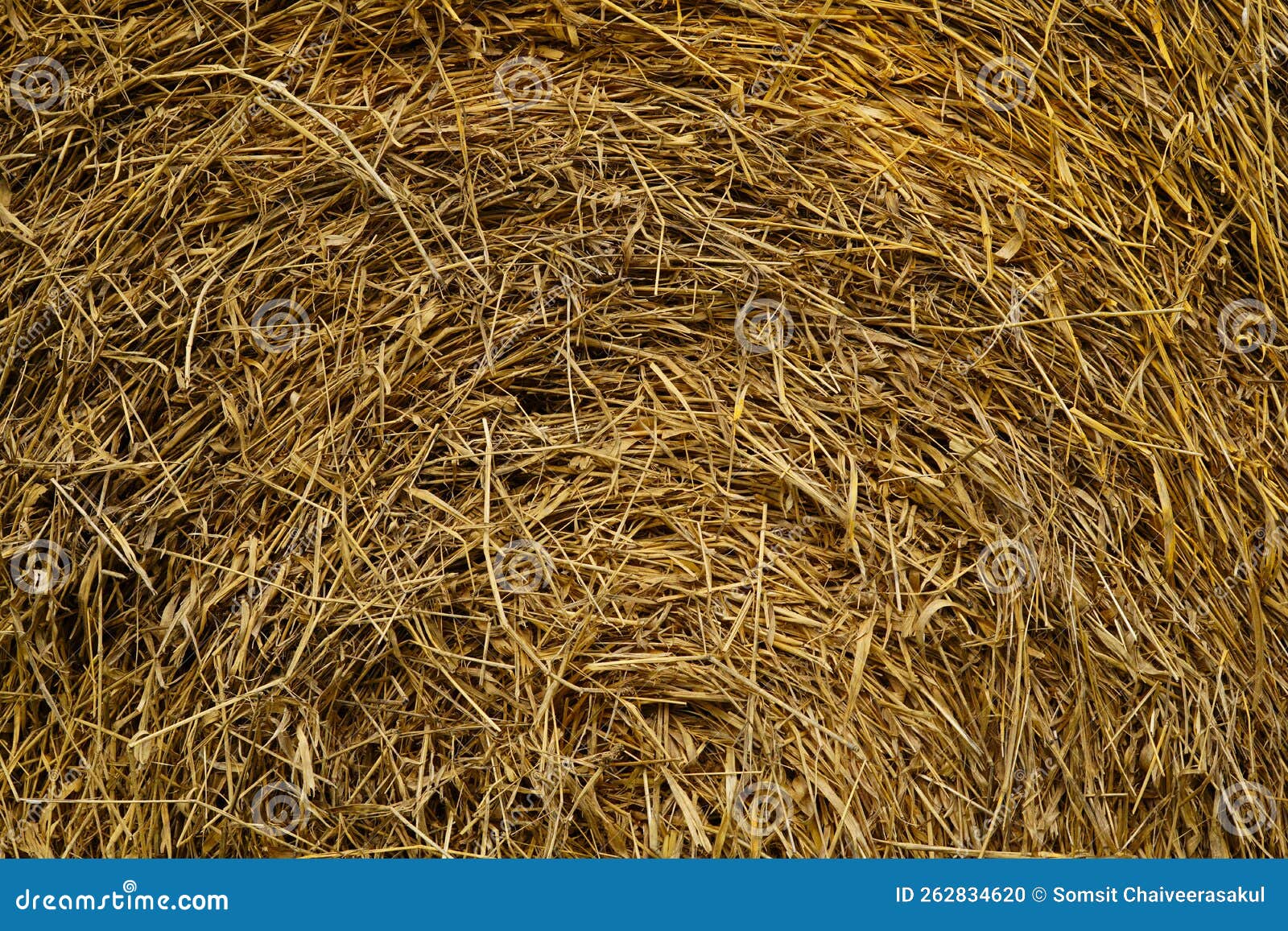 Rice Straw Backgrounds Stock Photo | CartoonDealer.com #262834620