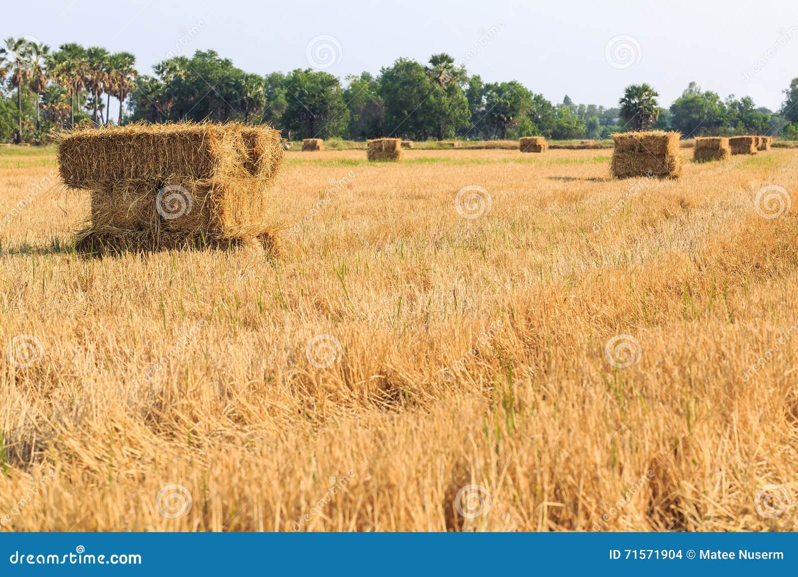 Rice Bale Stock Photos - Download 506 Royalty Free Photos