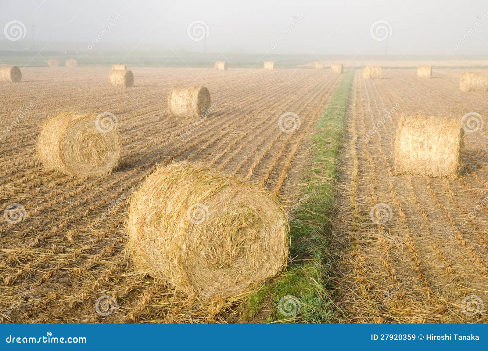 Rice straw bale roll stock image. Image of grass, farming - 27920359