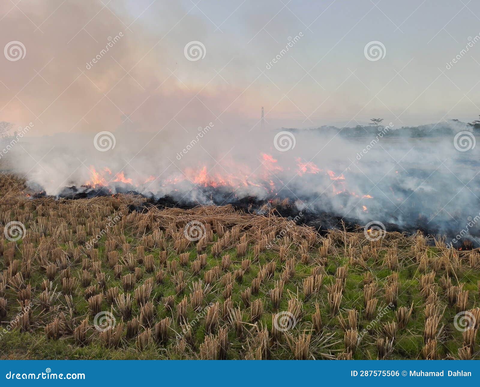 Rice straw burning stock photo. Image of field, farm - 287575506