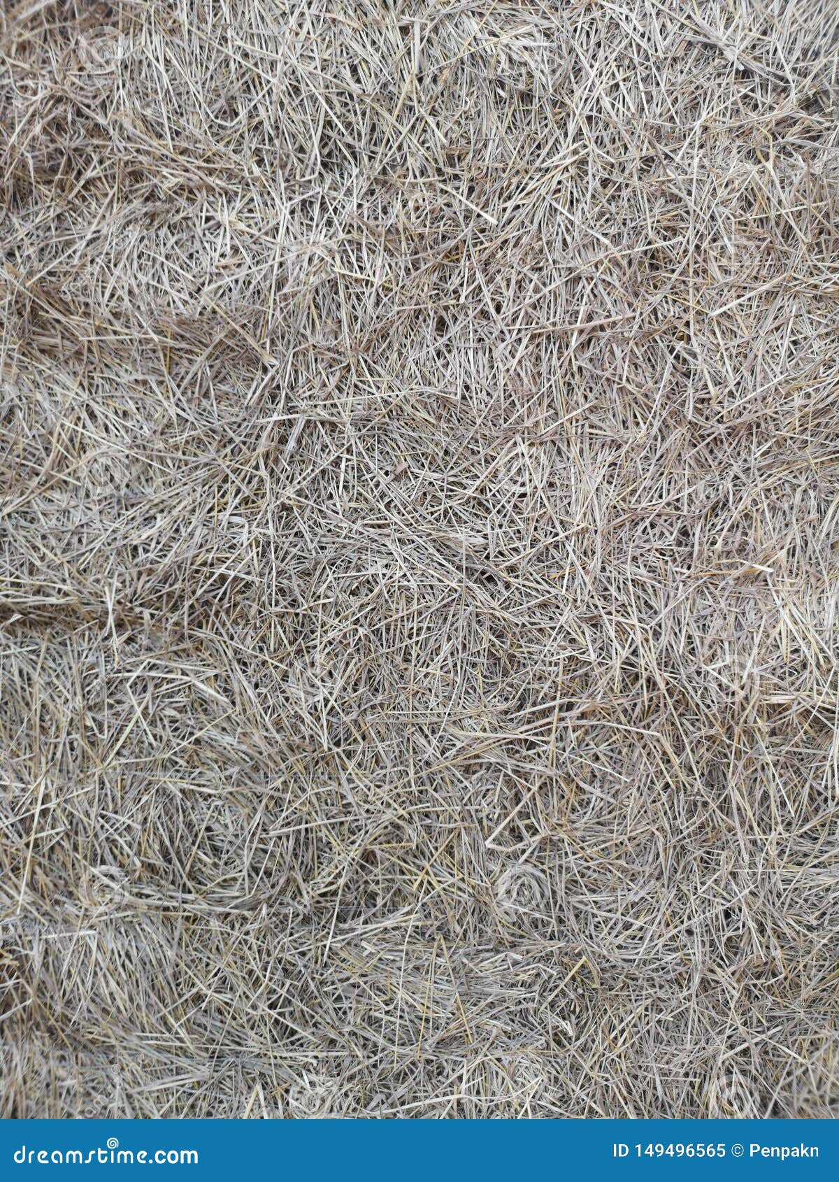 Straw, Chaff Or Halm Texture Royalty-Free Stock Image | CartoonDealer ...