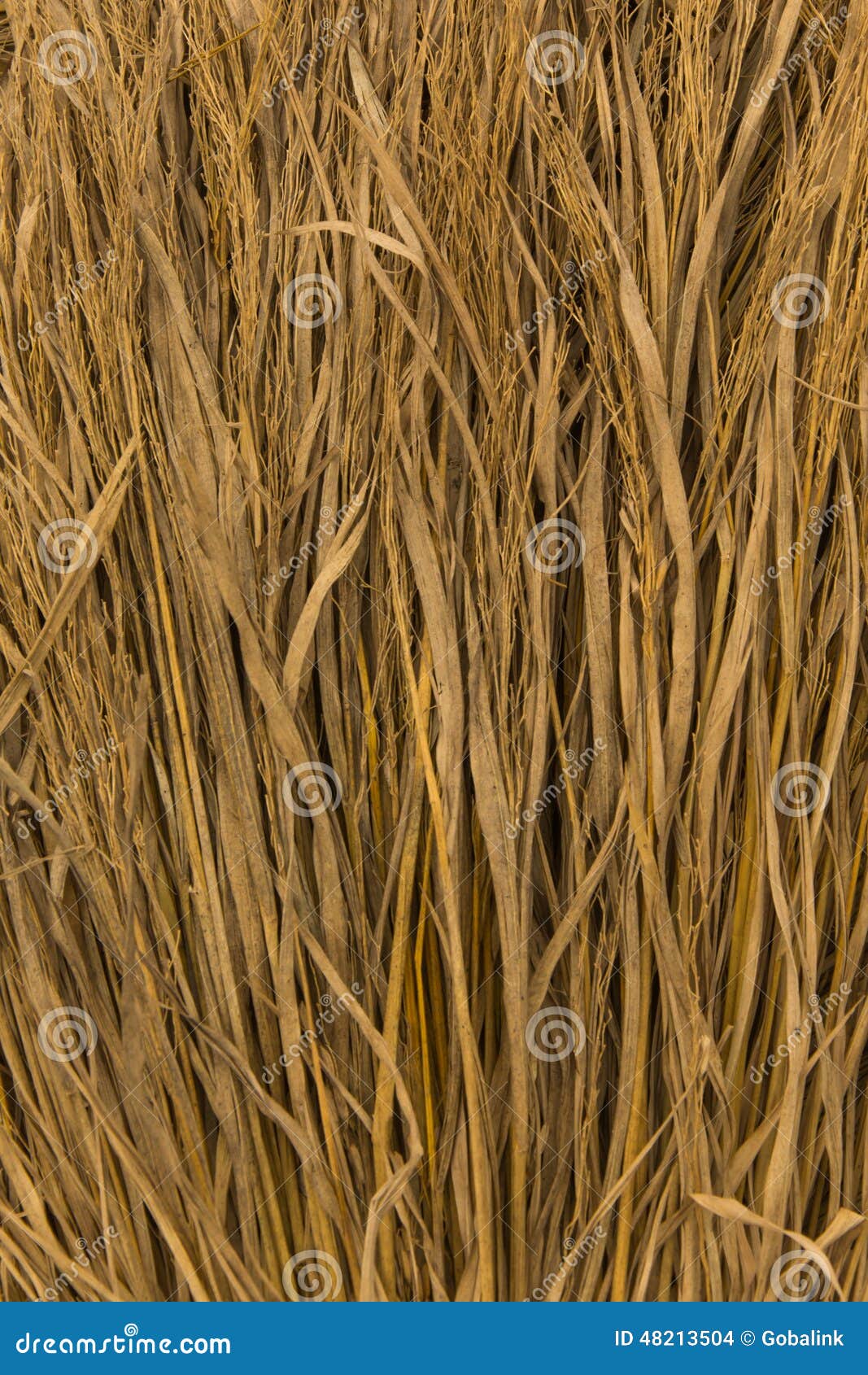 Rice straw stock photo. Image of leaf, straw, aged, nature - 48213504