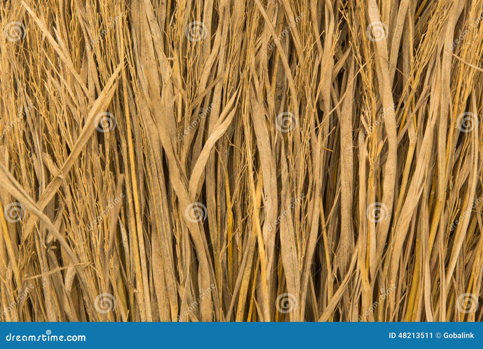 Rice Straw Stock Photo - Image: 48213511