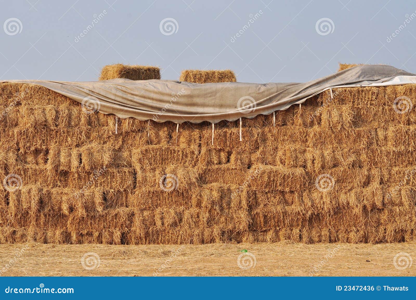 Rice Straw for cow stock photo. Image of livestock, beef - 23472436