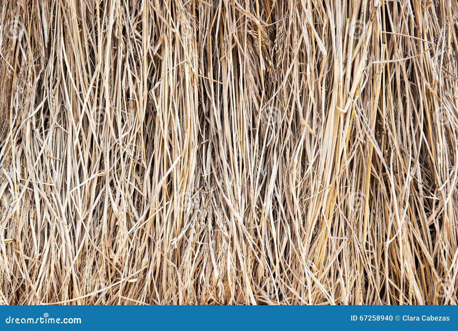 Rice straw stock photo. Image of farmland, plant, feed - 67258940