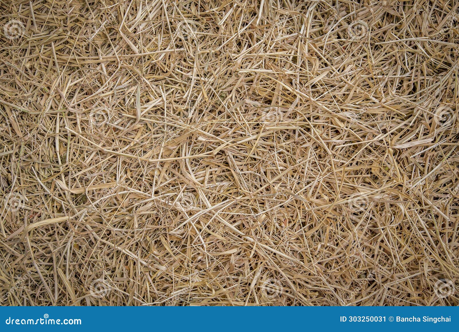 Rice Straw Dry Straw Yellow Dry Straw Grass Background. Stock Image ...