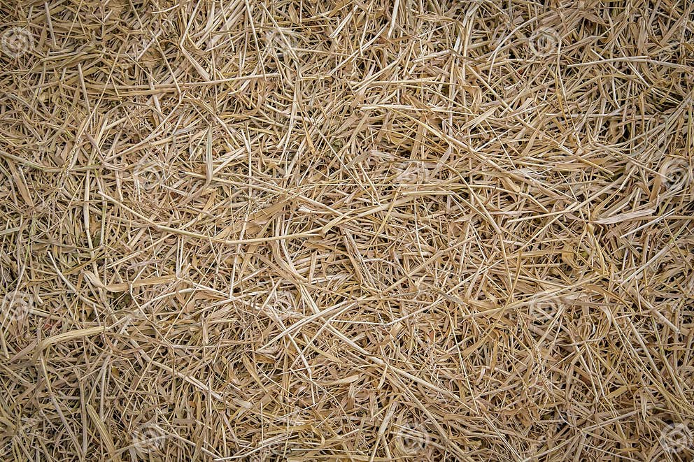Rice Straw Dry Straw Yellow Dry Straw Grass Background. Stock Image ...