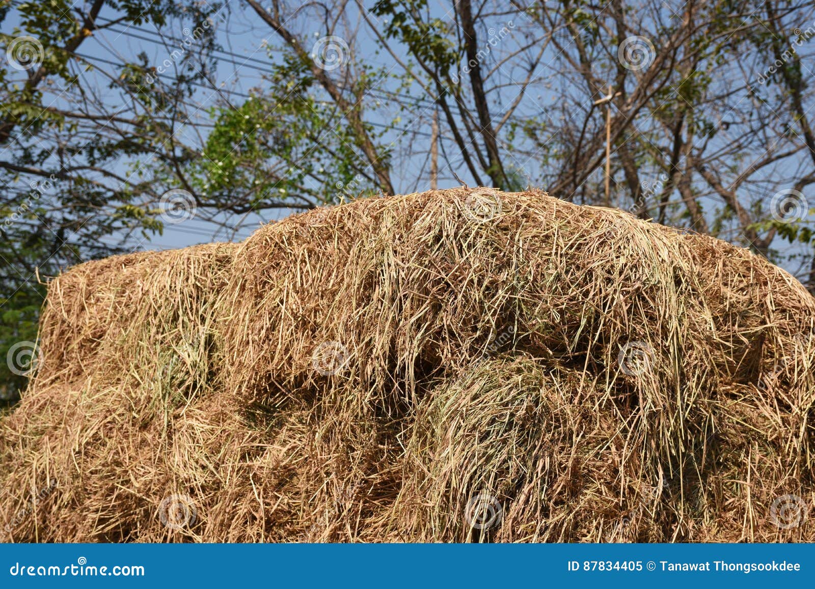 Rice straw in the farm stock image. Image of detail, agriculture - 87834405