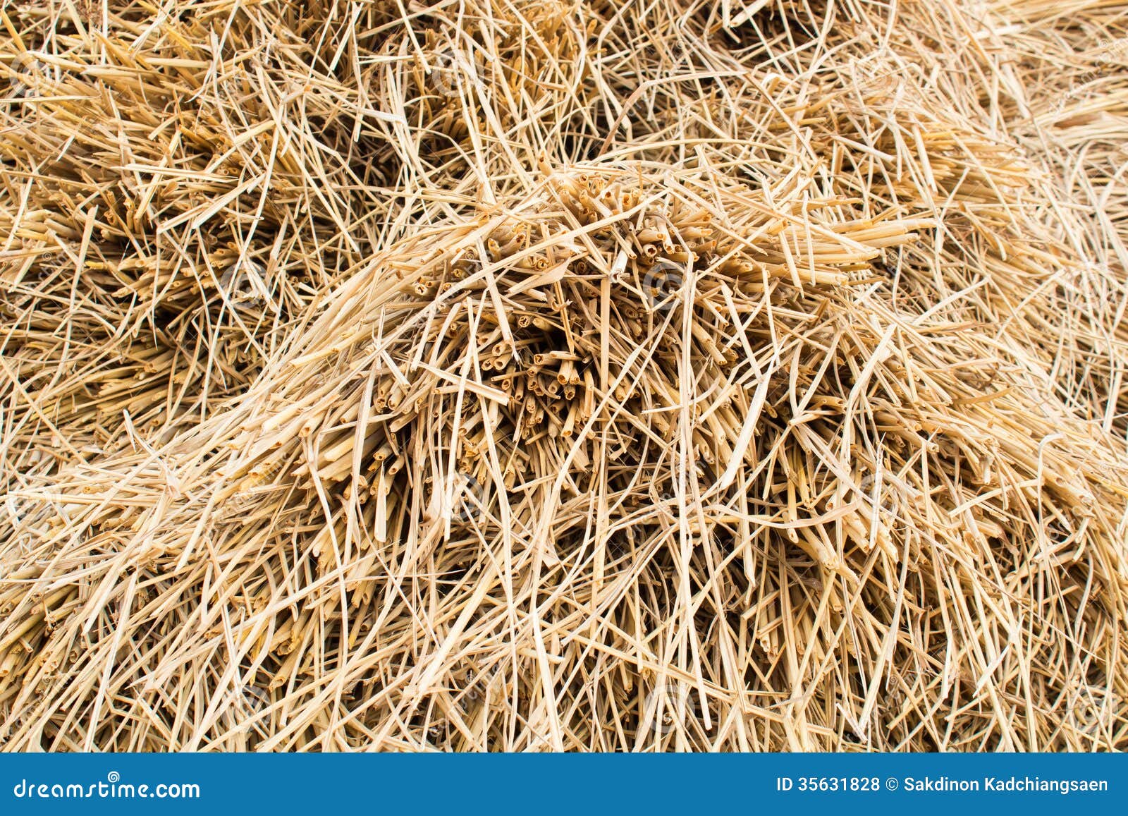 Rice straw stock photo. Image of reap, cornfield, straw - 35631828
