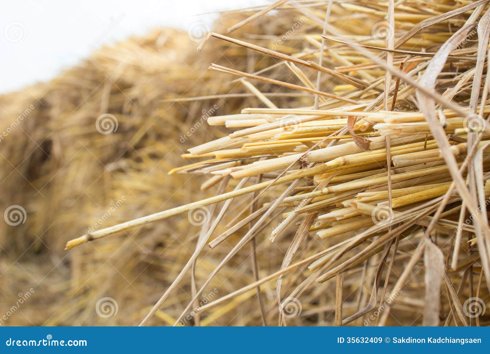 Rice straw stock image. Image of plant, food, cereal - 35632409