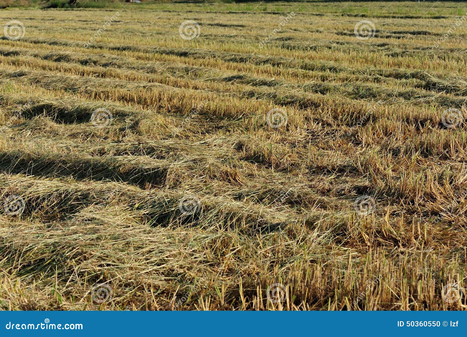 Rice straw stock photo. Image of leaf, organic, crop - 50360550
