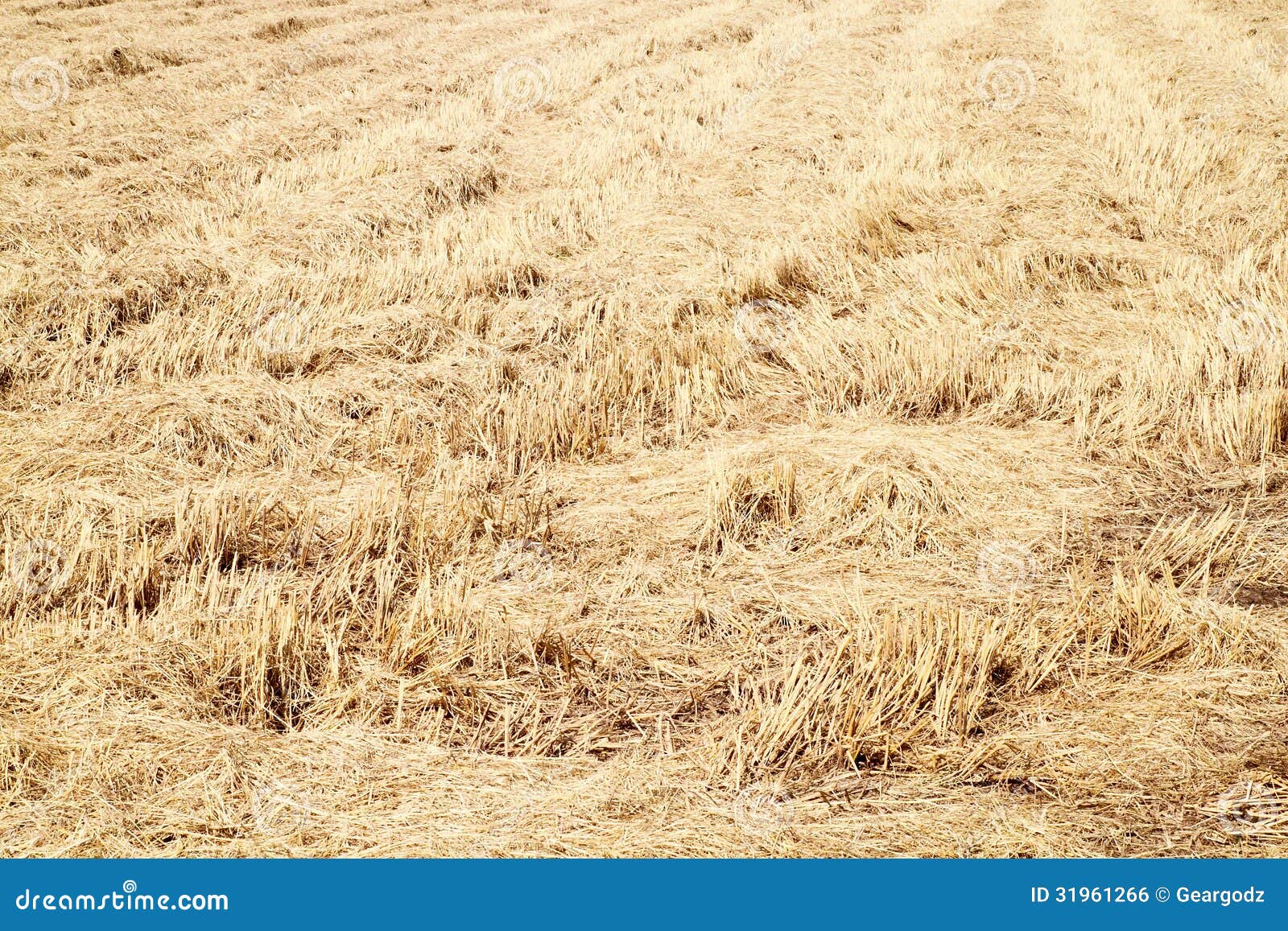 Rice straw filed stock photo. Image of farmland, growth - 31961266