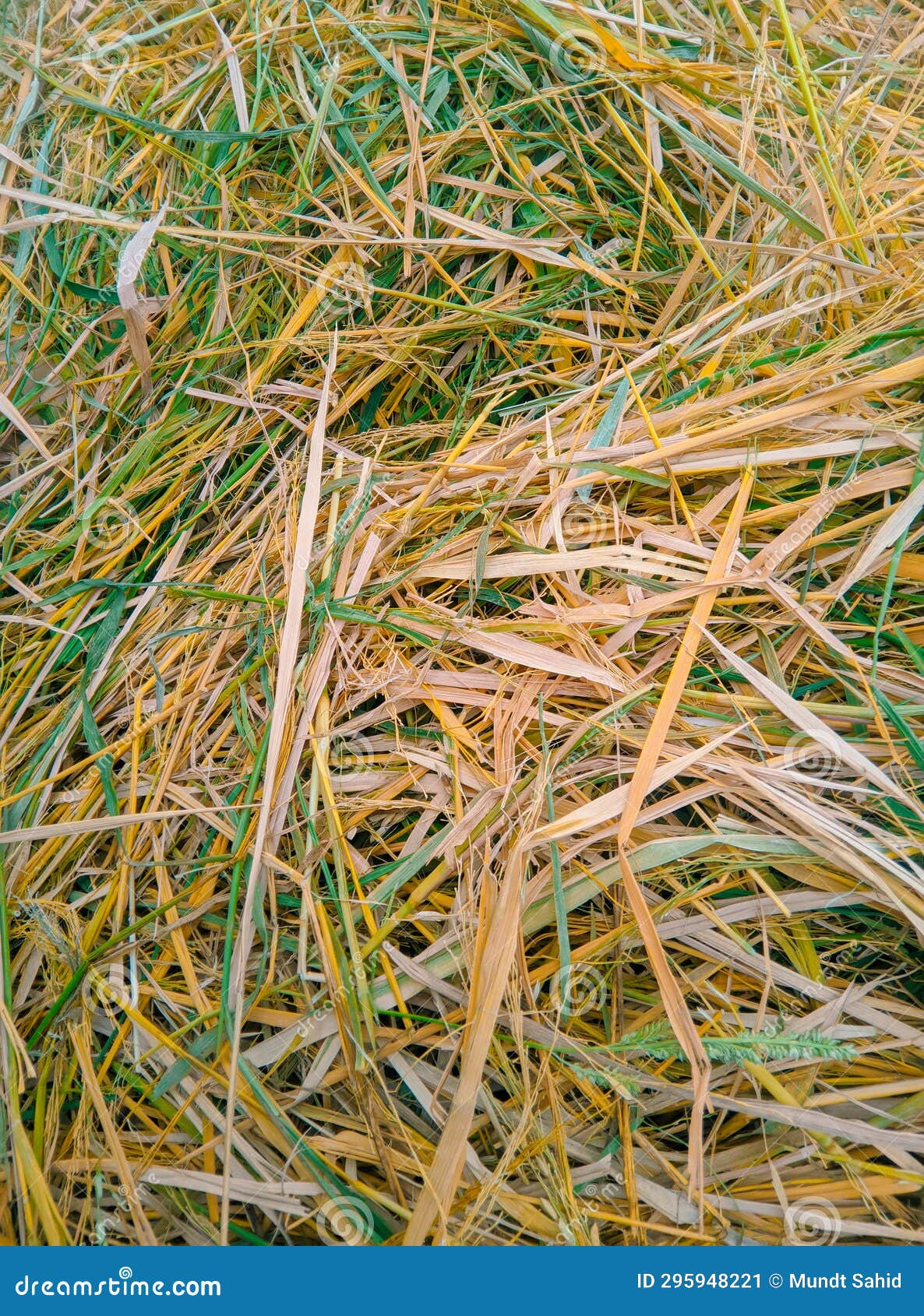 Rice Straw after Harvest for Animal Feed Stock Image - Image of hollow ...