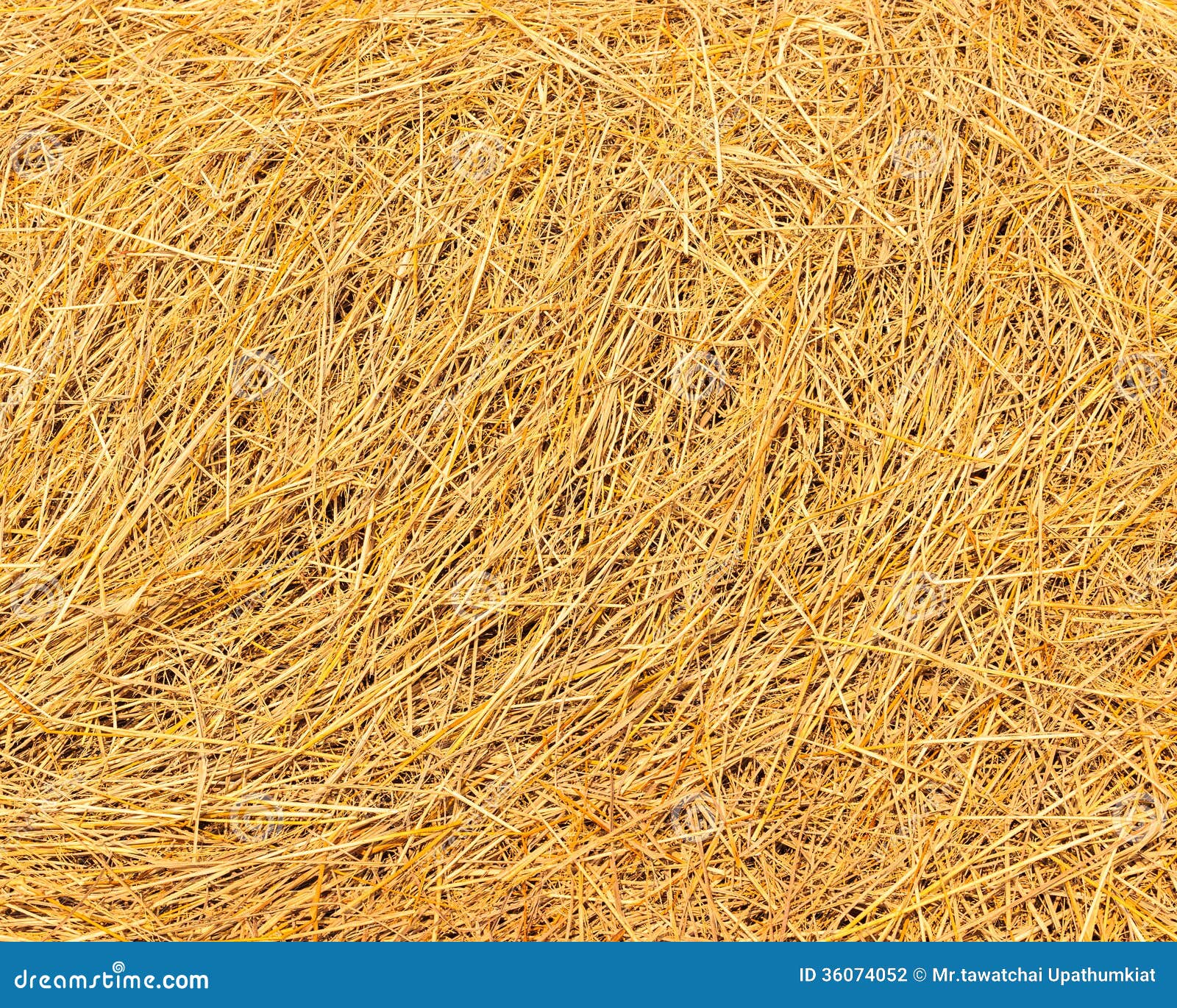 Rice Straw stock photo. Image of pattern, thailand, texture - 36074052