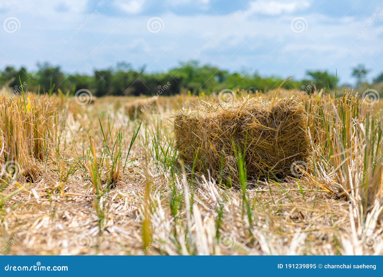 Rice Straw Hay in Paddy Field and Beautiful Mountain, Sky Nice Cloud ...