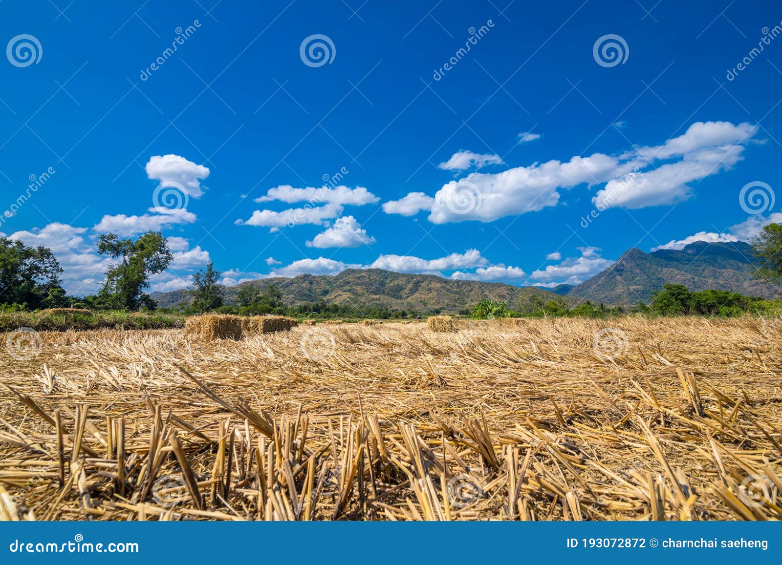 Rice Straw Hay in Paddy Field and Beautiful Mountain, Sky Nice Cloud ...
