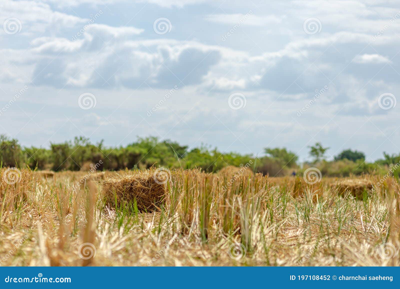 Rice Straw Hay in Paddy Field and Beautiful Mountain, Sky Nice Cloud ...