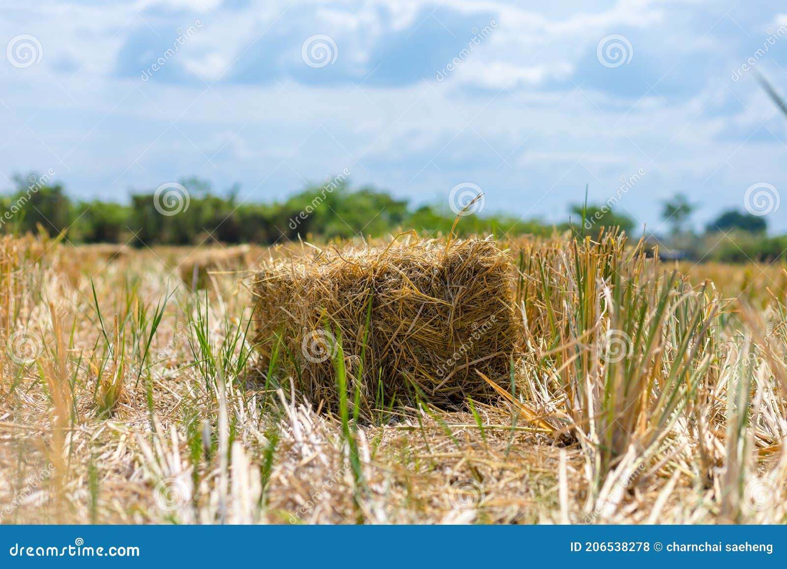 Rice Straw Hay in Paddy Field and Beautiful Mountain, Sky Nice Cloud ...
