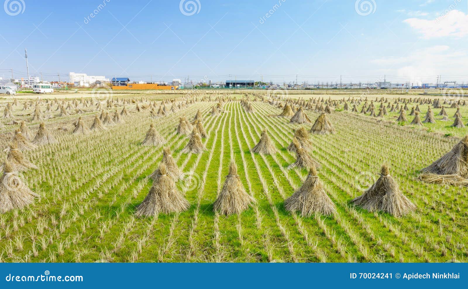 Rice Straw Hay in Paddy Field Stock Image - Image of feed, harvest ...