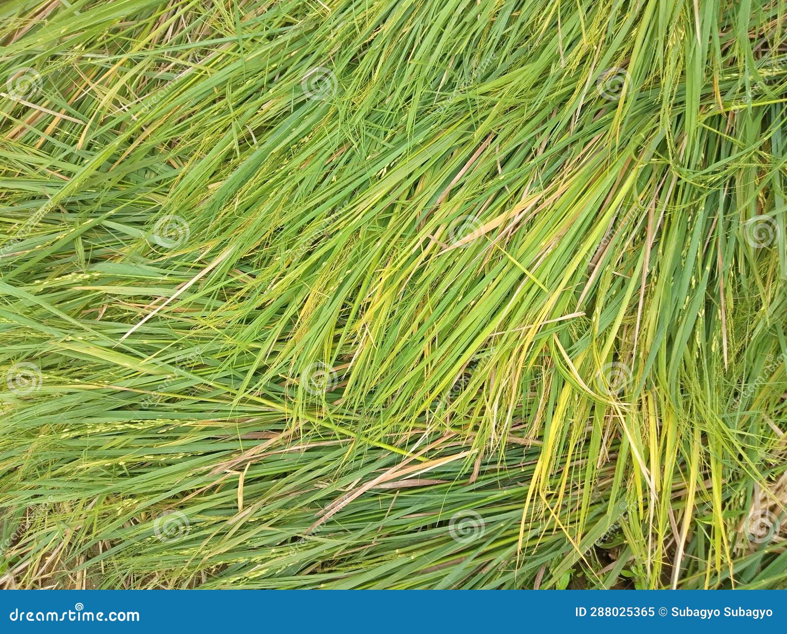 Rice Straw Leftover from Threshing of Grain that Has Been Harvested ...