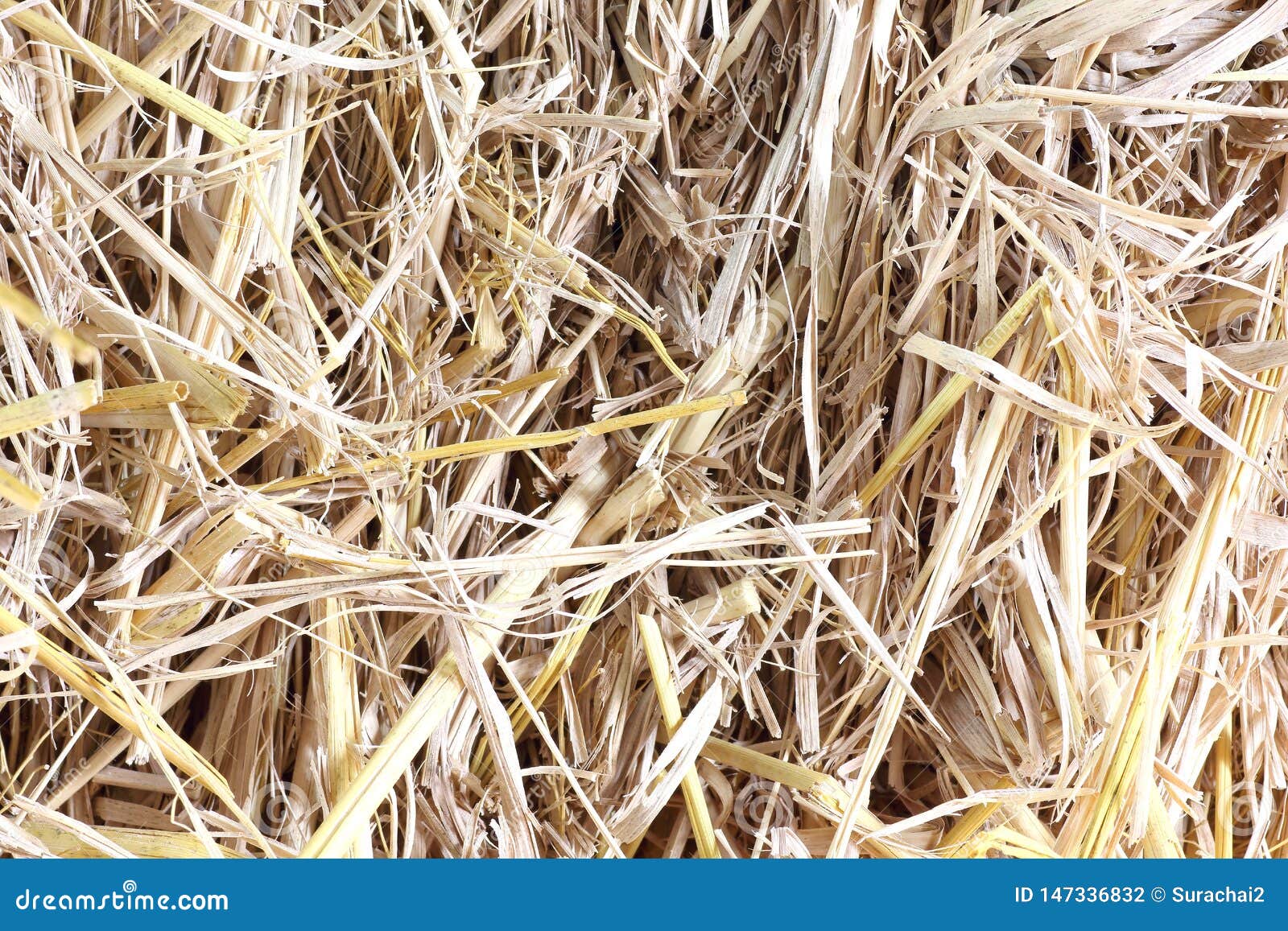 Rice Straw Nature Pattern Use for Background Stock Photo - Image of ...