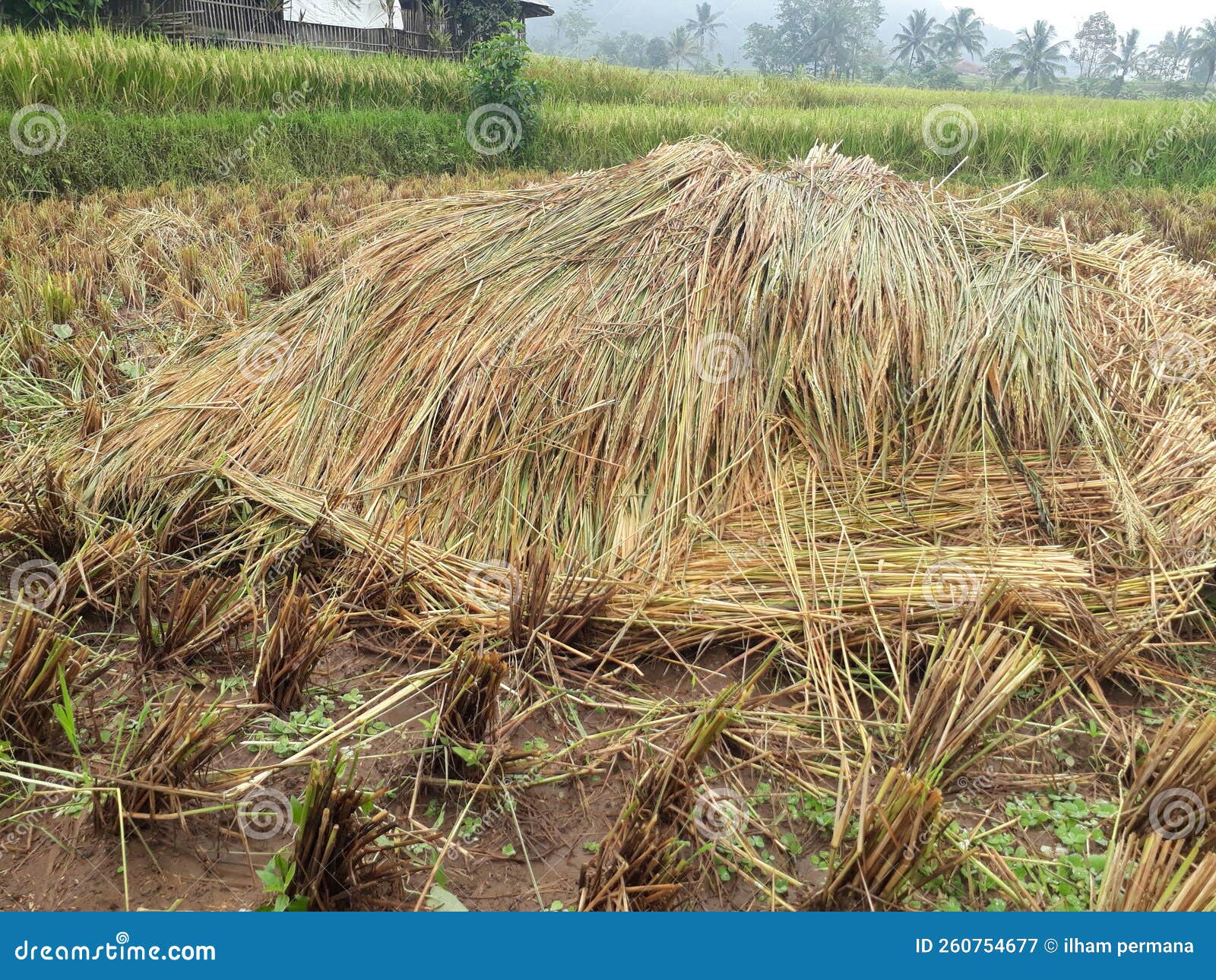 Rice Straw that is Not Used Anymore Stock Image - Image of anymore ...