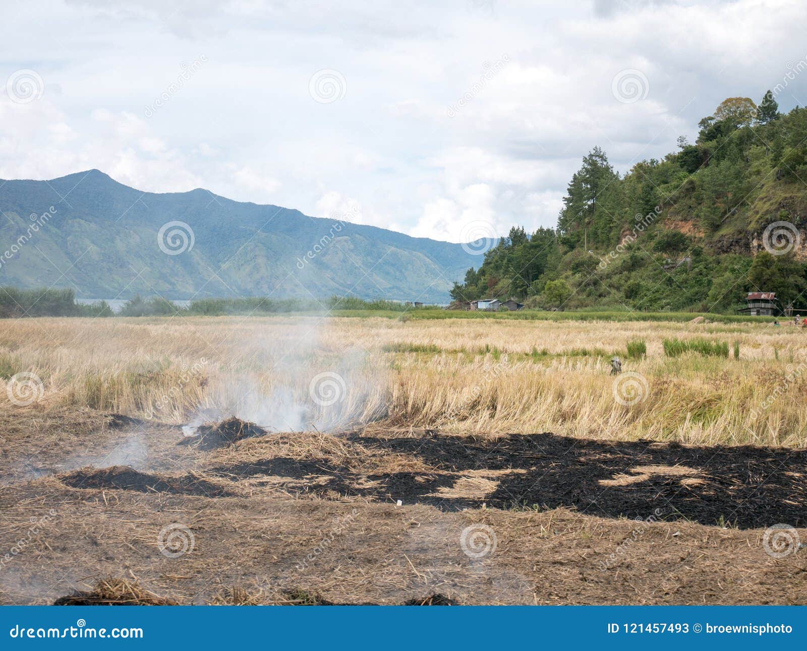 Rice Straw Open Field Burning on Paddy Farms Effected Air Pollutant ...