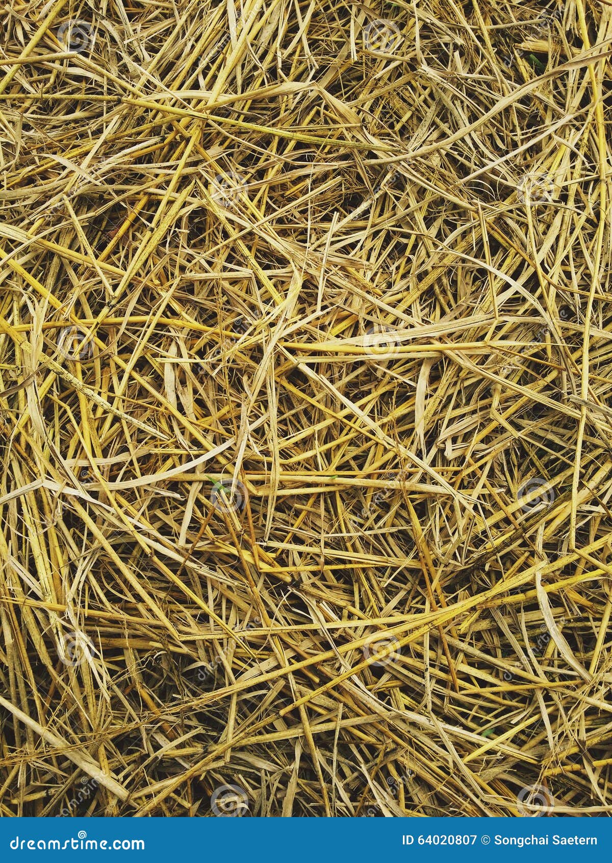 Rice straw stock image. Image of straw, rice, background - 64020807
