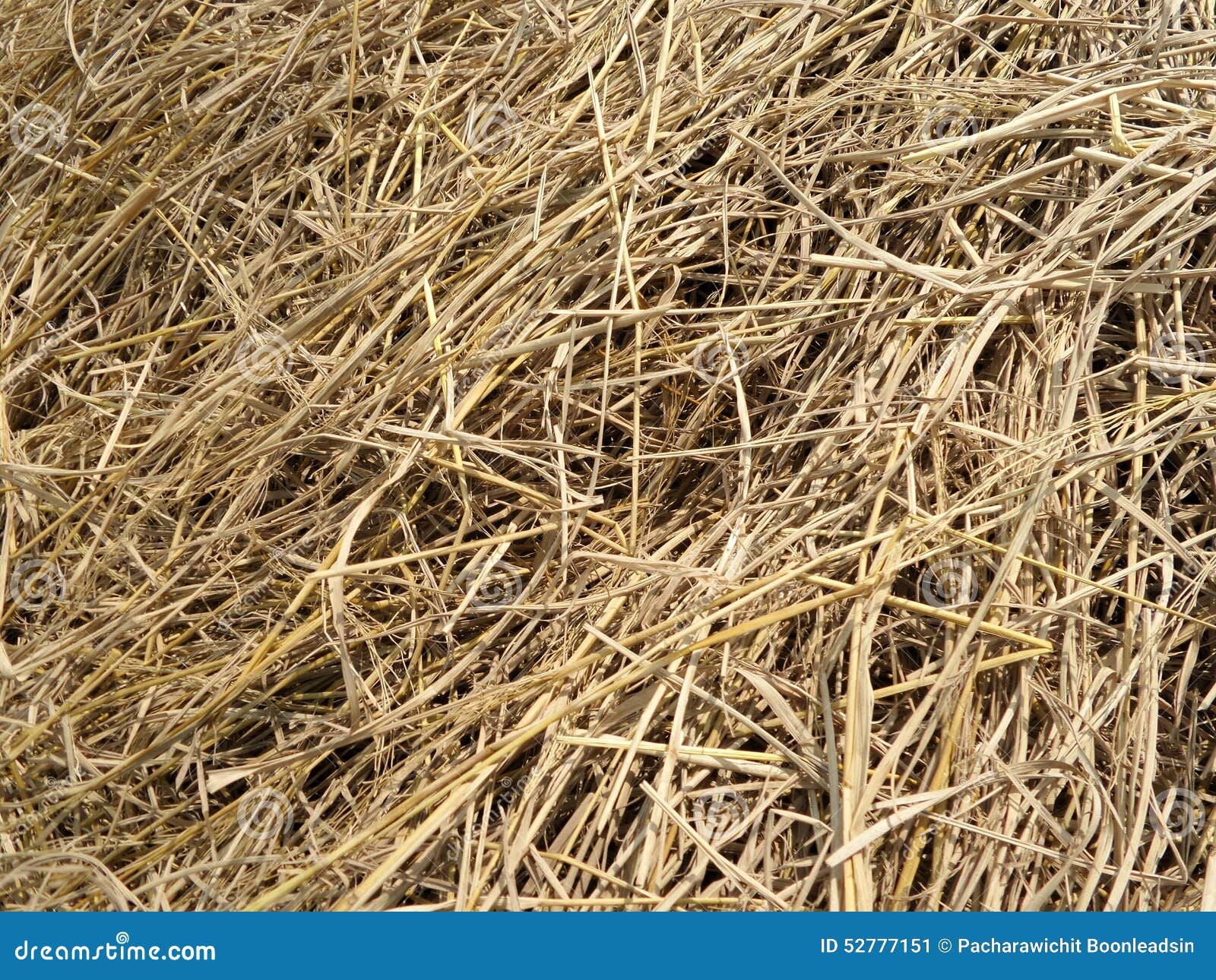 Rice straw stock image. Image of straw, texture, rice - 52777151