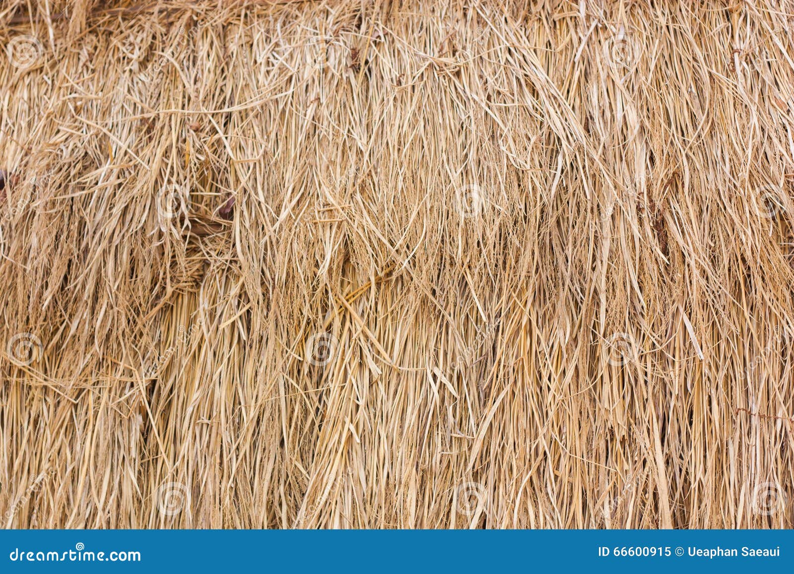 Rice Straw Texture Background. Royalty-Free Stock Photo | CartoonDealer ...