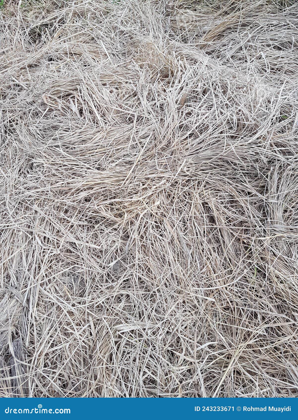 Rice Straw To Be Used for Compost and Animal Feed Stock Image - Image ...
