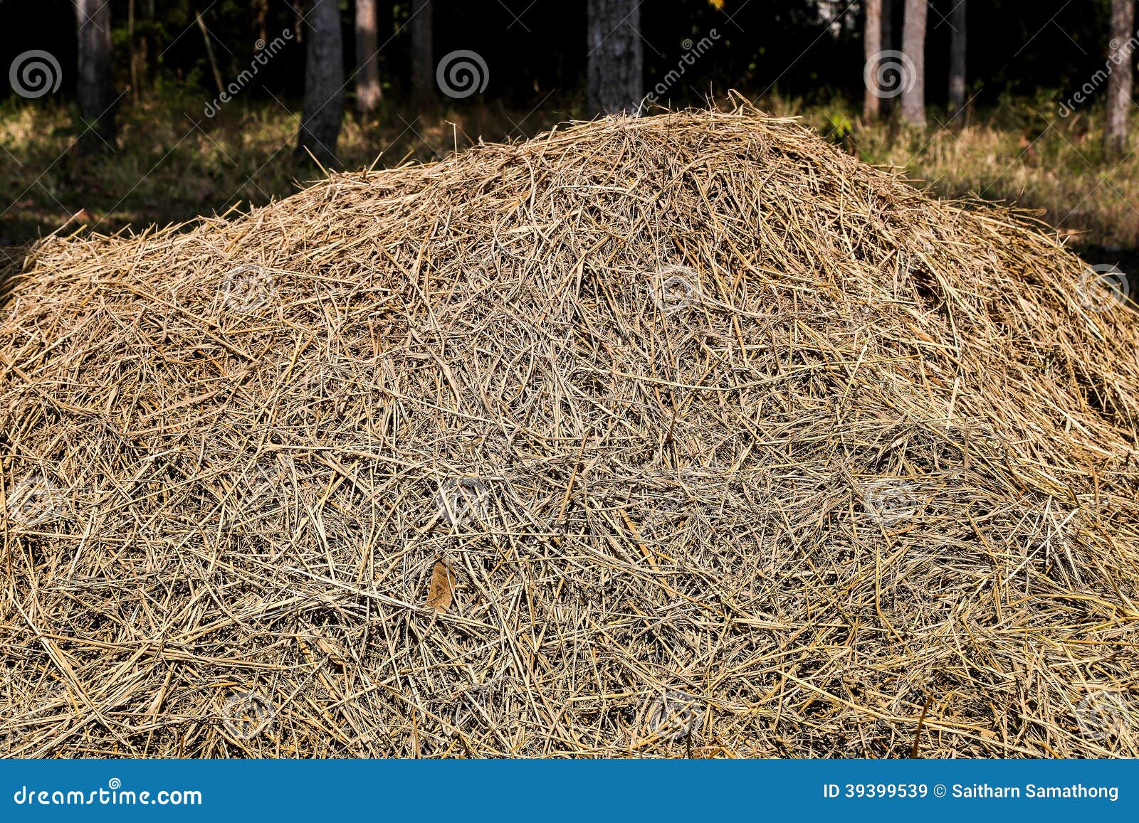 Rice straw stock image. Image of nature, wheat, autumn - 39399539