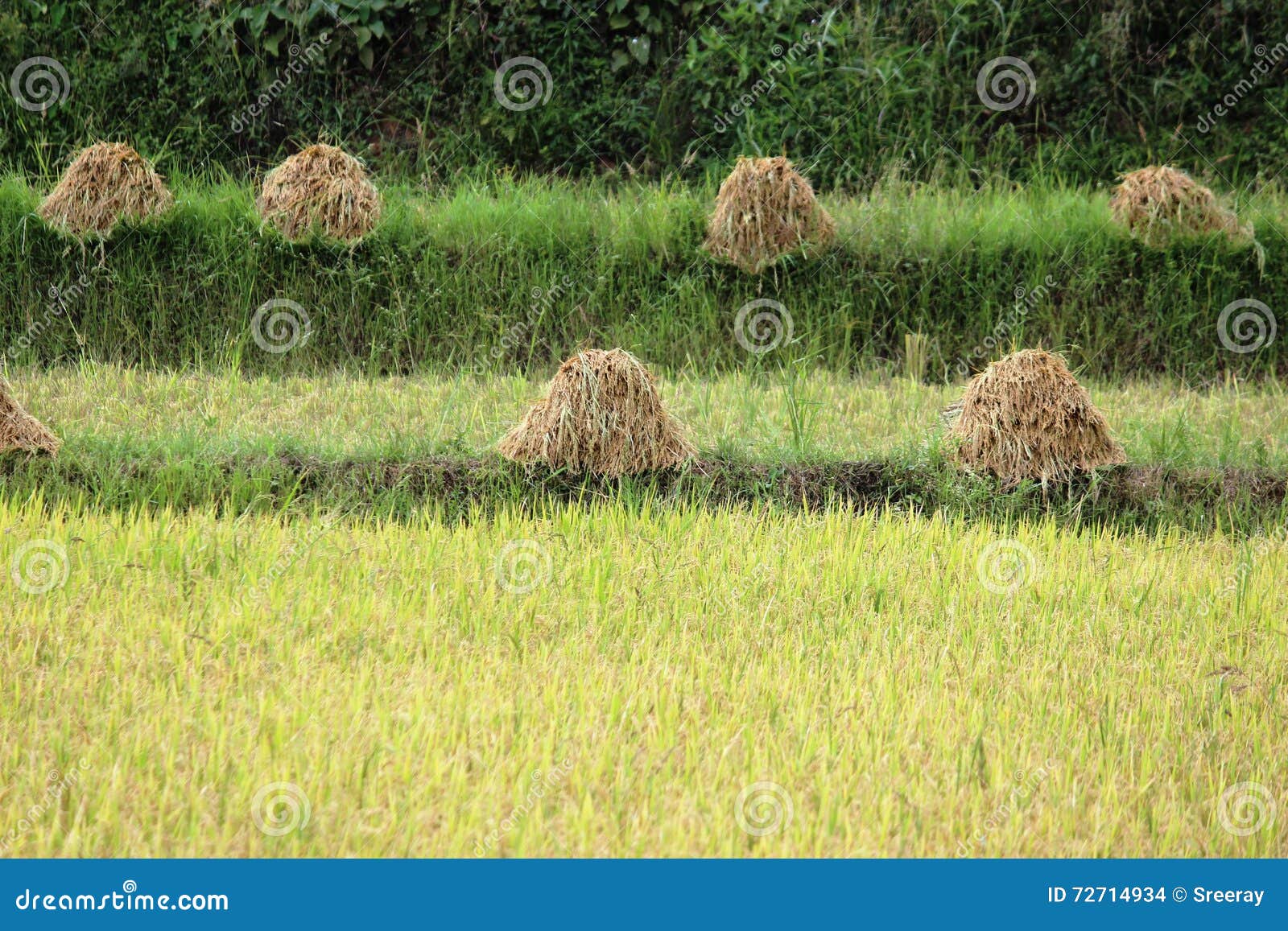 Rice straws stock photo. Image of field, stored, agricultural - 72714934