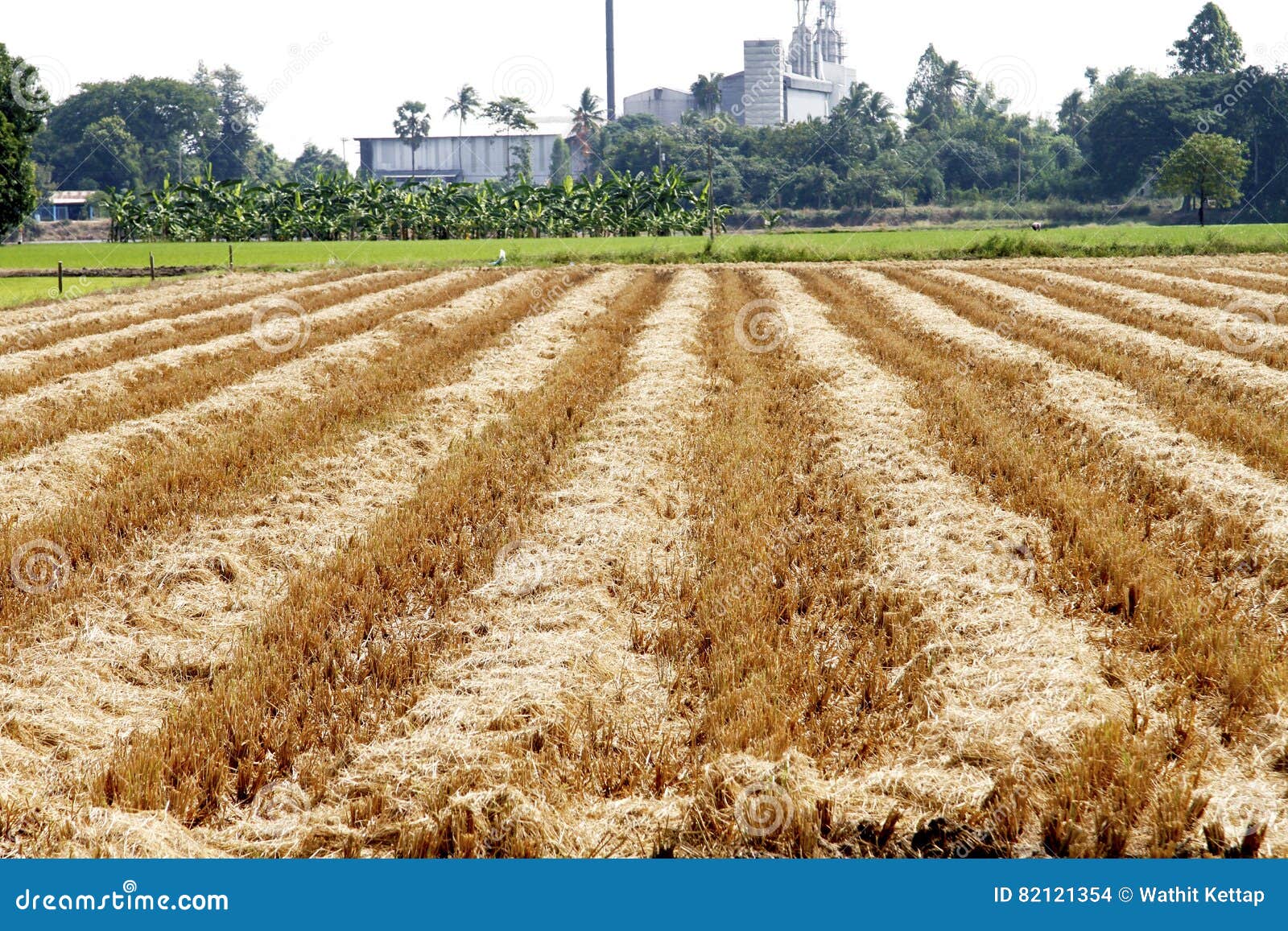 Rice stubble stock photo. Image of chemical, agriculturist - 82121354