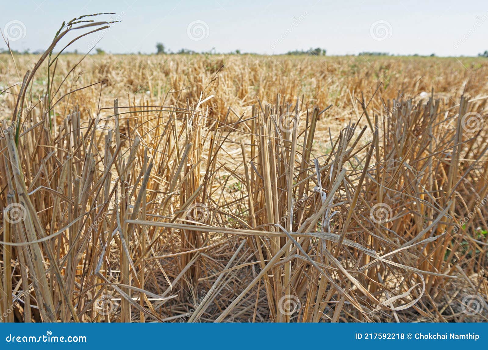 Rice Stubble Dry in the Field, Rice Crop Stock Photo - Image of ripe ...