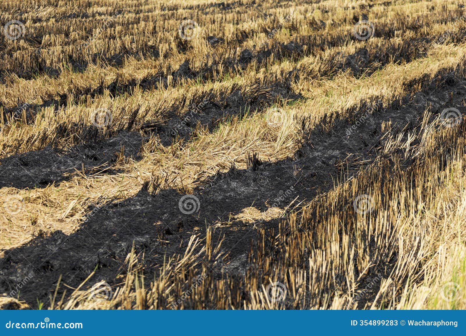 Rice Stubble in a Rice Field Burned after the Harvest Season. Stock ...
