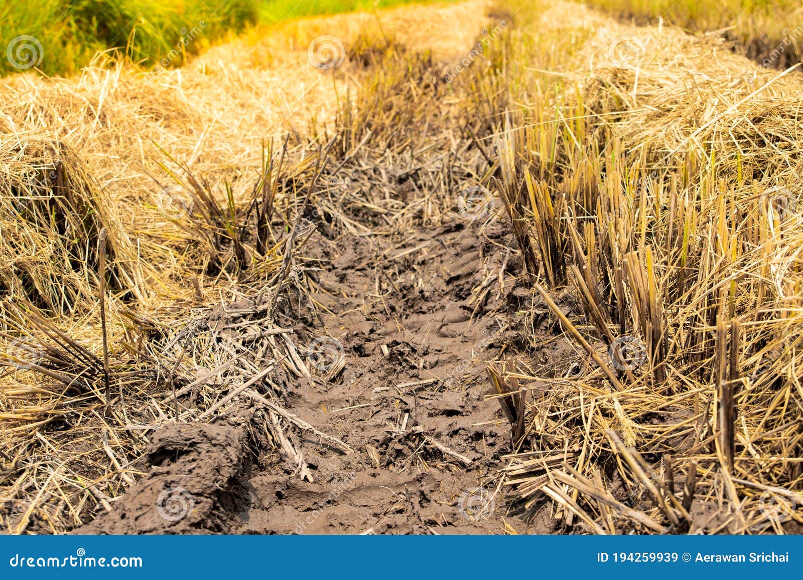 The Rice Stubble after the Harvest is Complete. Stock Image - Image of ...