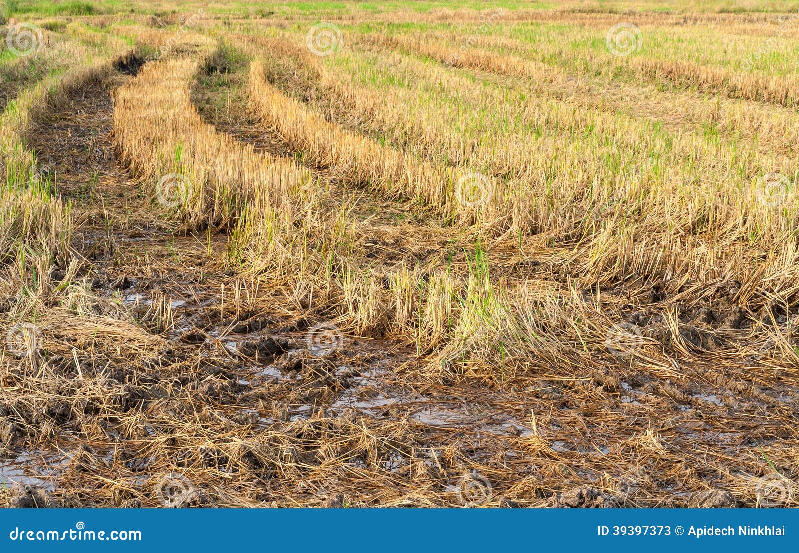 Rice stubble stock image. Image of produce, plant, farmland - 39397373